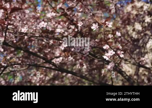 Cherry branch with flowers in spring bloom. A beautiful Japanese tree ...