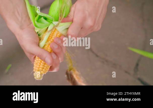 A freshly picked head of corn is peeled and shown to the camera in ...