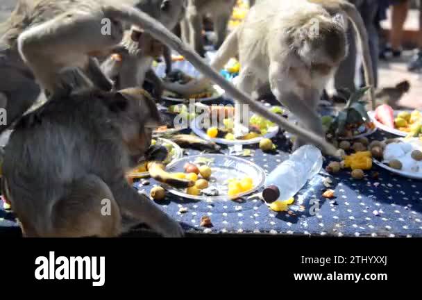 The monkeys enjoy eating local fruits ,vegetables, salad, eggs, dessert ...