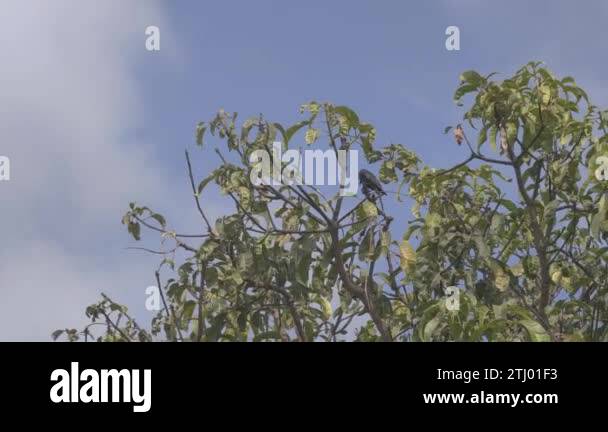 Black Drongo Asian Passerine Bird On Mango Tree Flat Profile 4K Stock ...