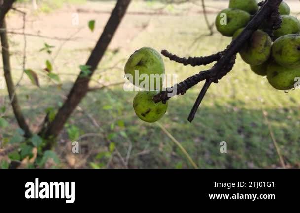 Ficus racemosa fruits. Its other names cluster fig,red river fig ...