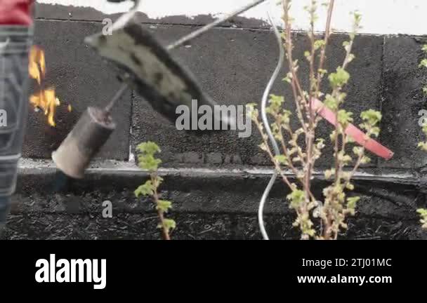 heating the insulation with an open fire. applying asphalt strips to ...