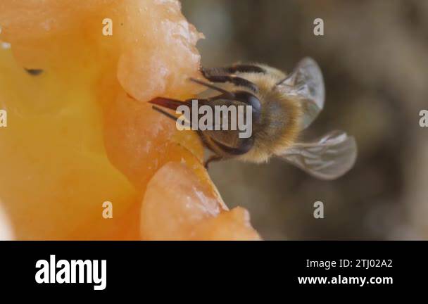 Vertical video. A honeybee sits on the surface of a ripe pear and ...