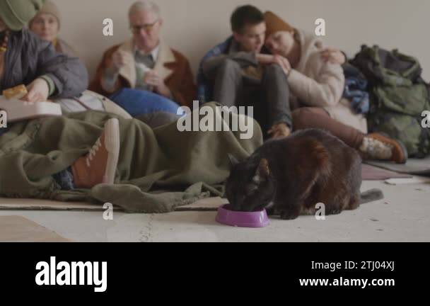 Slowmo of homeless black cat eating food from its bowl in asylum where ...