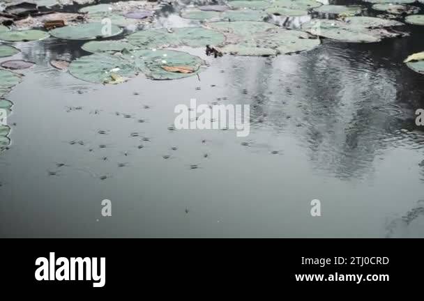Gerridae, insects commonly known as water striders, water skeeters ...