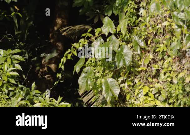 Lush ecosystem plants animals Stock Videos & Footage - HD and 4K Video ...