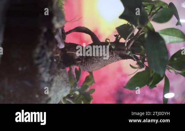 Step into a world of natural wonder with this captivating video of an ...