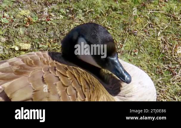 A Canadian goose a large wild goose with a black head and neck, white ...