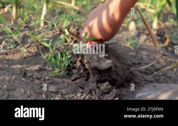 Dig dug out out dig digging Stock Videos & Footage - HD and 4K Video ...