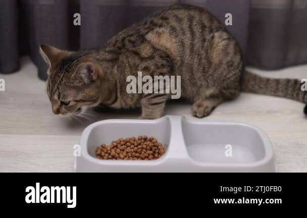 hungry tabby cat kitten eating dry food from bowl with section for ...