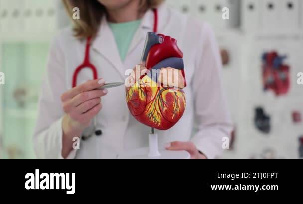 Cardiologist doctor holds model of the human heart in hands and ...