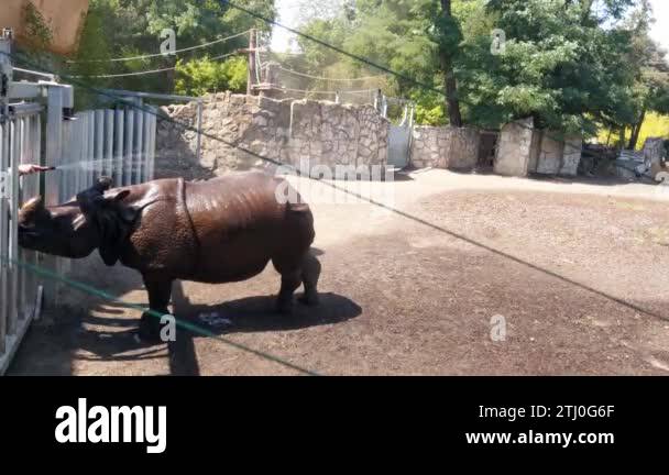 Hot weather animals Stock Videos & Footage - HD and 4K Video Clips - Alamy