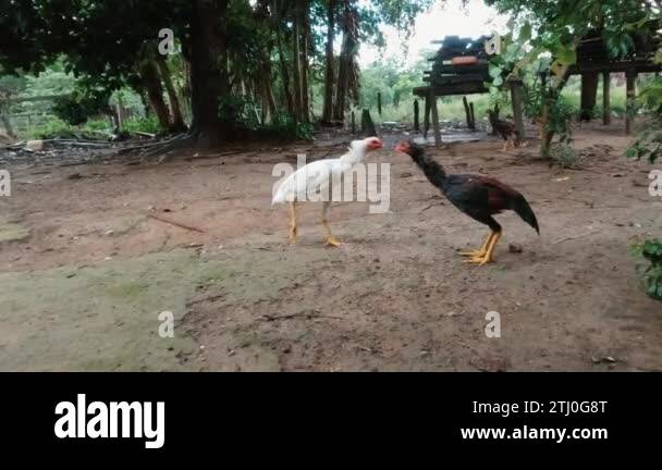 Battle rooster Stock Videos & Footage - HD and 4K Video Clips - Alamy