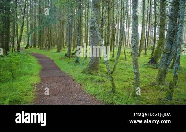 Pathway in the middle of a scottish highland bright green forest Stock ...
