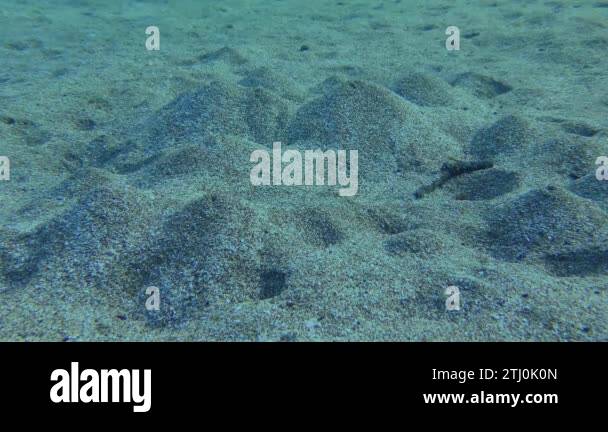 Sandworm (Arenicola marina) digs holes in the sandy bottom, at one end ...