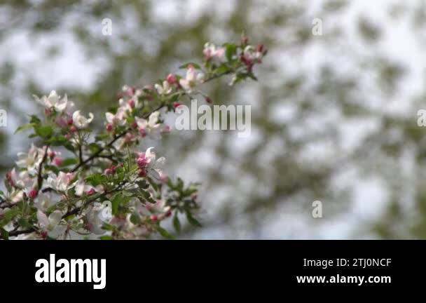 White pink appletree blossoms sway in the wind. Spring flowering garden. Floral natural ...