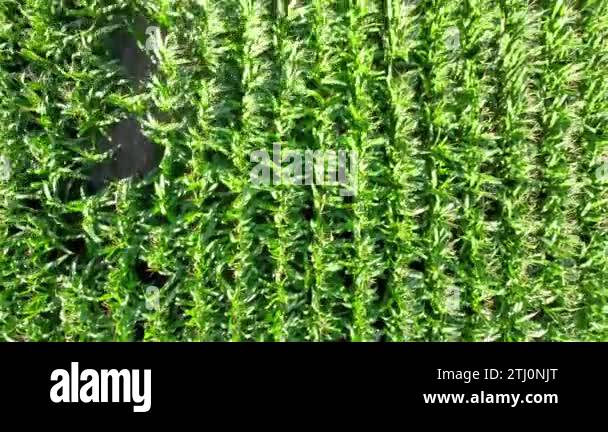 Top view maize corn Stock Videos & Footage - HD and 4K Video Clips - Alamy