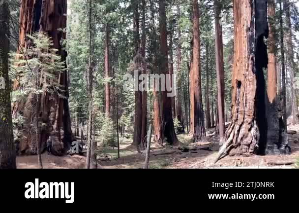 A woman stands at the base of a giant sequoia tree and waves at the ...