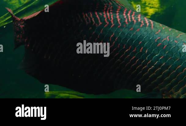 Arapaima gigas or pirarucu fish swimming in pond. It carnivore native ...