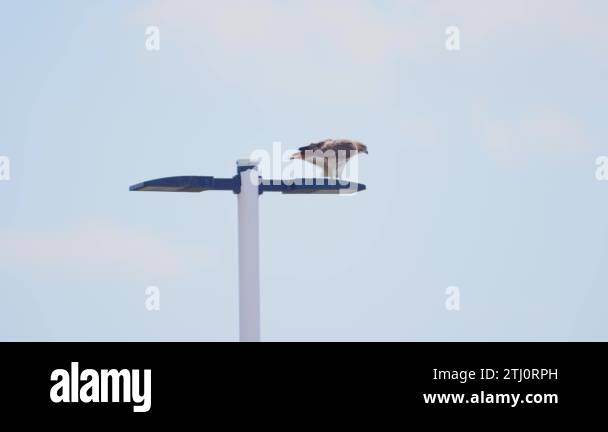 Light hawk Stock Videos & Footage - HD and 4K Video Clips - Alamy