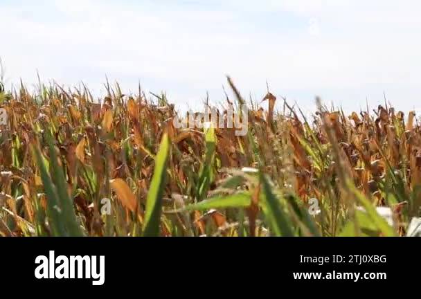 Dry corn field in drought period and extreme heat period shows global ...