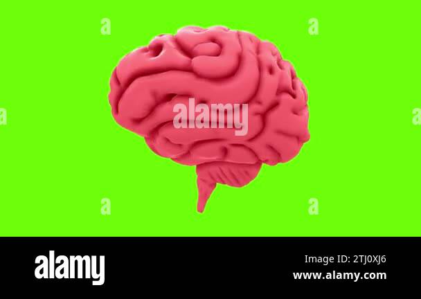 A rotating 3D human brain in pink color on a green screen. The concept ...