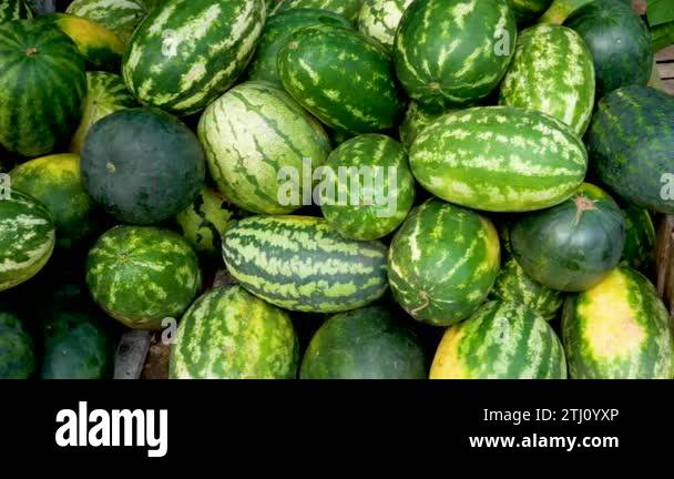 Many different large striped watermelons lie on the pile. Cultivation ...