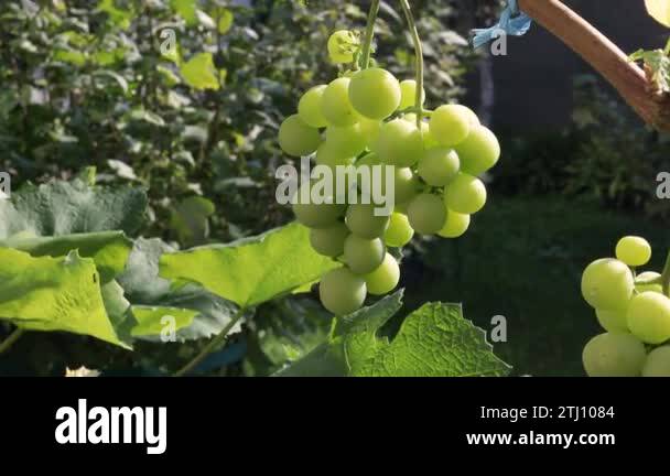 Grapes farming sun Stock Videos & Footage - HD and 4K Video Clips - Alamy