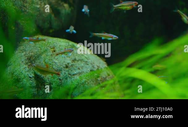 Rainbow shiner, family Leuciscidae. Freshwater fish aquarium, stones ...