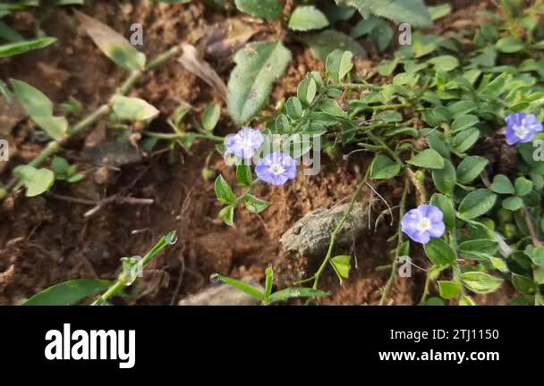 Evolvulus glomeratus flower. It is a flowering plant from the ...