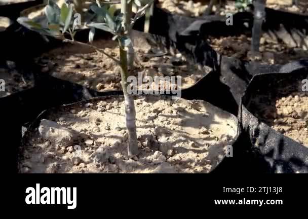 Olive plant grafting Stock Videos & Footage - HD and 4K Video Clips - Alamy