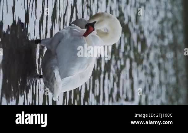 Cygnus animal Stock Videos & Footage - HD and 4K Video Clips - Alamy