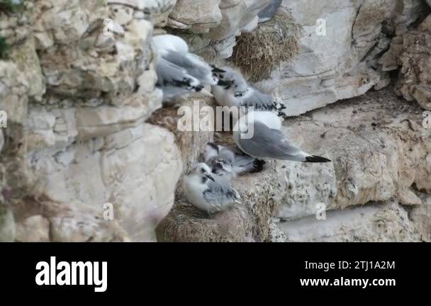 Laridae gull Stock Videos & Footage - HD and 4K Video Clips - Alamy