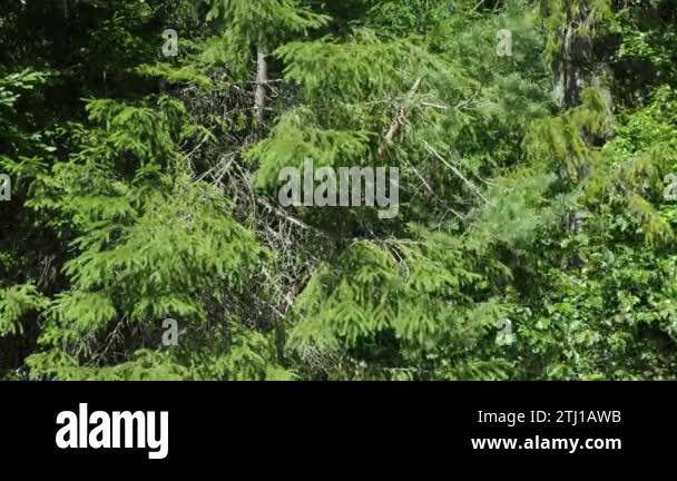 Picea spruce, a genus of coniferous evergreen trees in the pine family ...