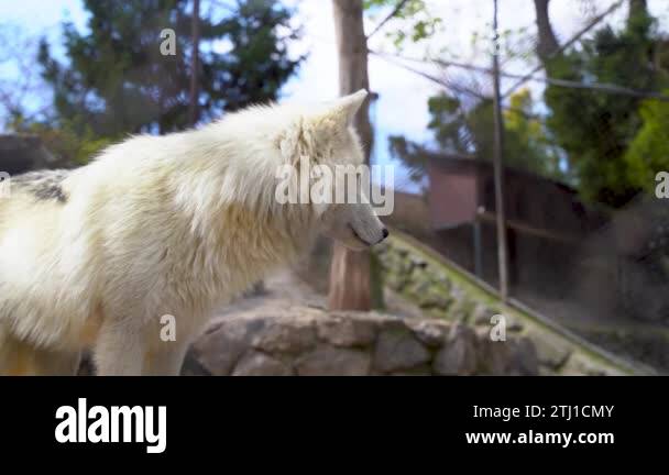 Arctic wolf inside the cage at Belgrade Zoo 4K. Belgrade, Serbia ...