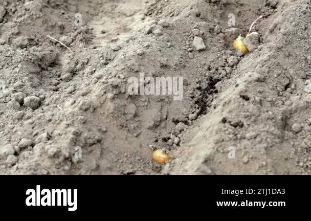 Sprouted potato tuber in the ground when planting. Early spring ...