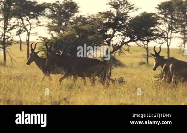 Kongoni Stock Videos & Footage - HD and 4K Video Clips - Alamy