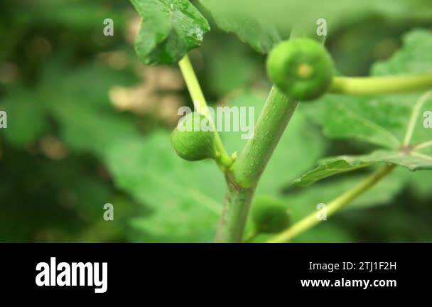 Green fig tree with fruits. Unripe fig fruits in the branch. Sour fig ...