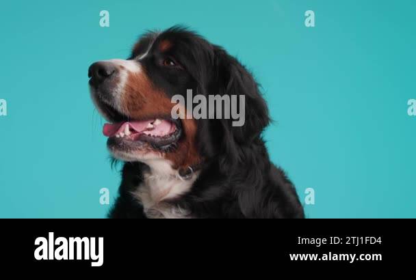 eager Berna shepherd dog sticking out tongue and panting, looking up ...