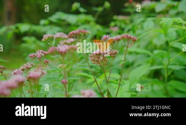 A butterfly with orange-brown wings that are checkered with black ...