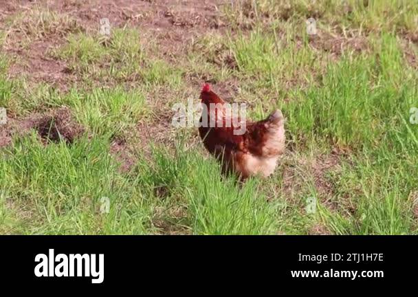 Chicken running free Stock Videos & Footage - HD and 4K Video Clips - Alamy
