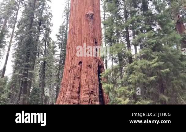 Tilting up shot to reveal the gigantic General Sherman tree, the ...