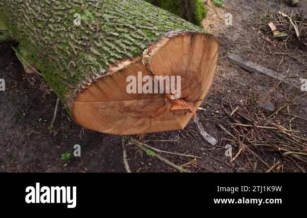 Ash tree cut timber Stock Videos & Footage - HD and 4K Video Clips - Alamy