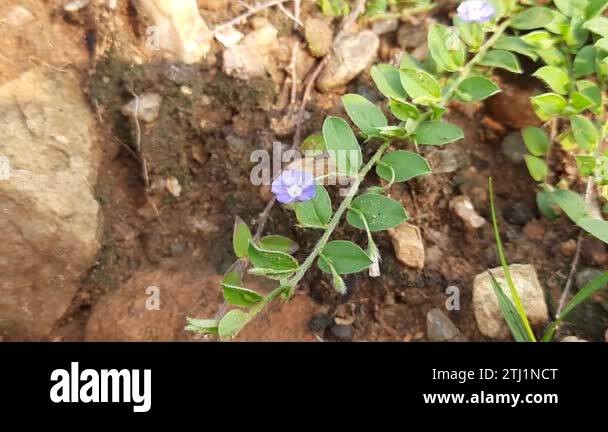 Evolvulus glomeratus flower. It is a flowering plant from the ...