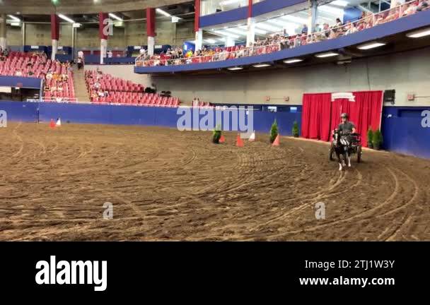 Leash horse Stock Videos & Footage - HD and 4K Video Clips - Alamy