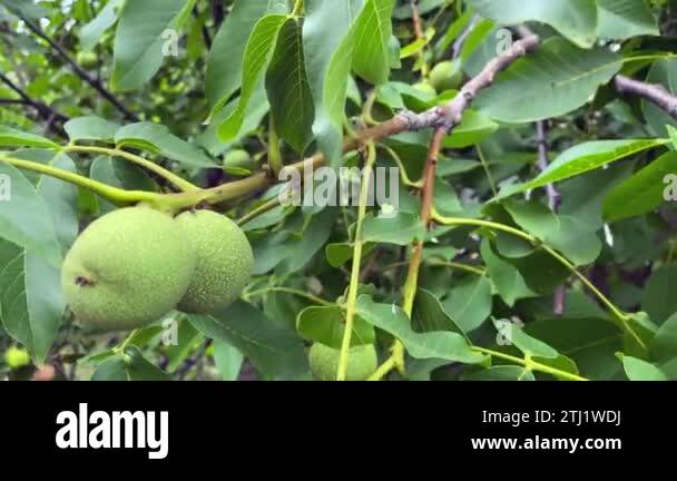 Little walnuts on the walnut tree. Green unripe walnuts hang on a ...
