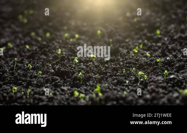 Agriculture. Growing plants in time lapse. Sprout germination at spring. Green seedling in soil ...