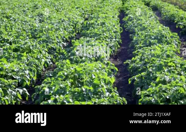 Potato plantations grow in the field. Farming, agriculture. Green field ...