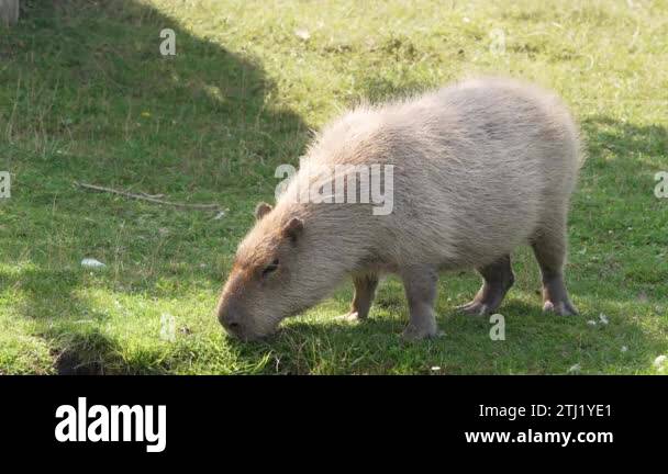Capybara eating grass at sunny summer day. The capybara is the largest ...