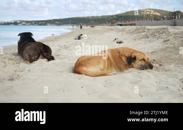 Stray dogs sleeping Stock Videos & Footage - HD and 4K Video Clips - Alamy